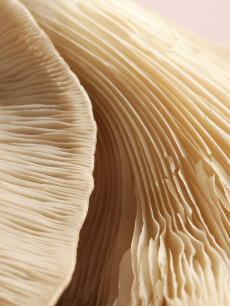 Discover the best mushroom for memory - Goodmind™